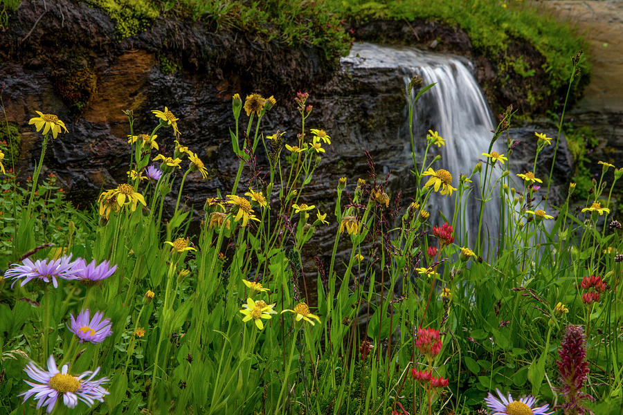 Waterfall Behind Wildflowers #1 Photograph by Tom Norring - Pixels