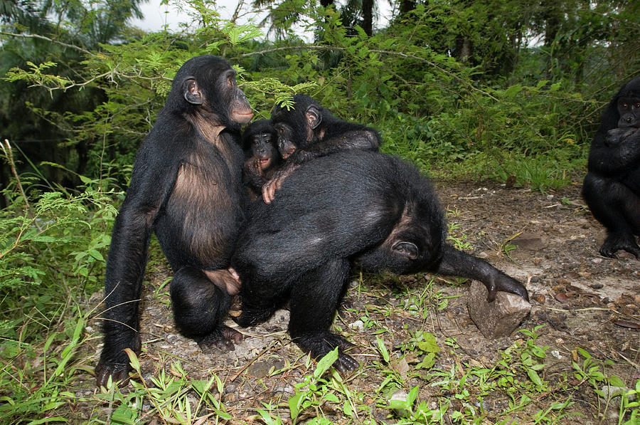 Bonobo Apes Mating Photograph by Tony Camacho / Science Photo Library ...