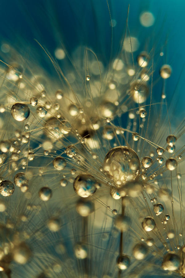 Firework Dandy in Blue Photograph by Sharon Johnstone - Pixels