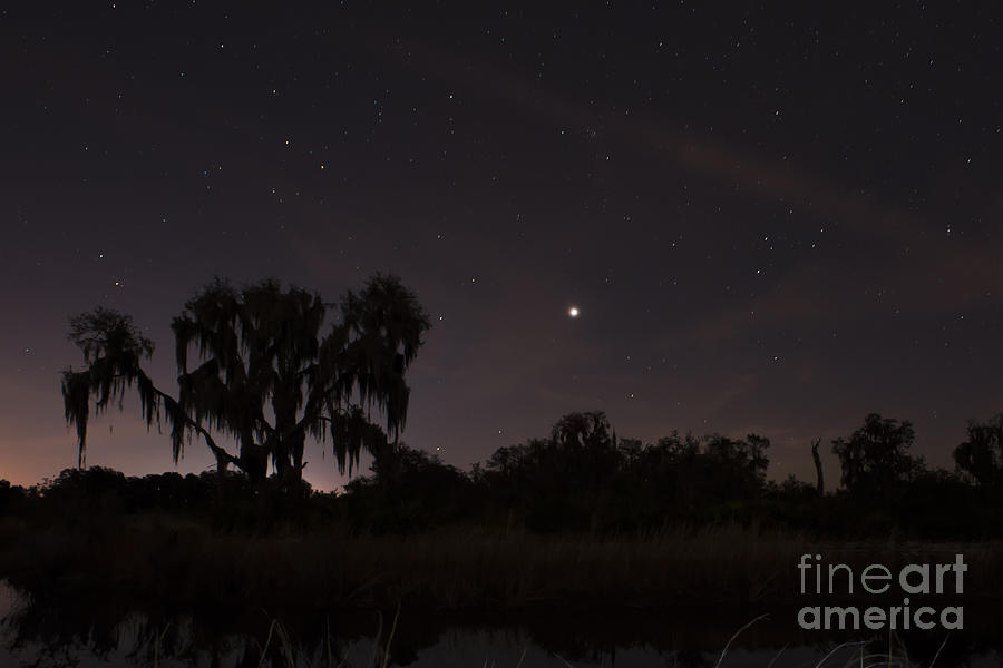 Florida morning with tree covered spanish moss by Dan Friend