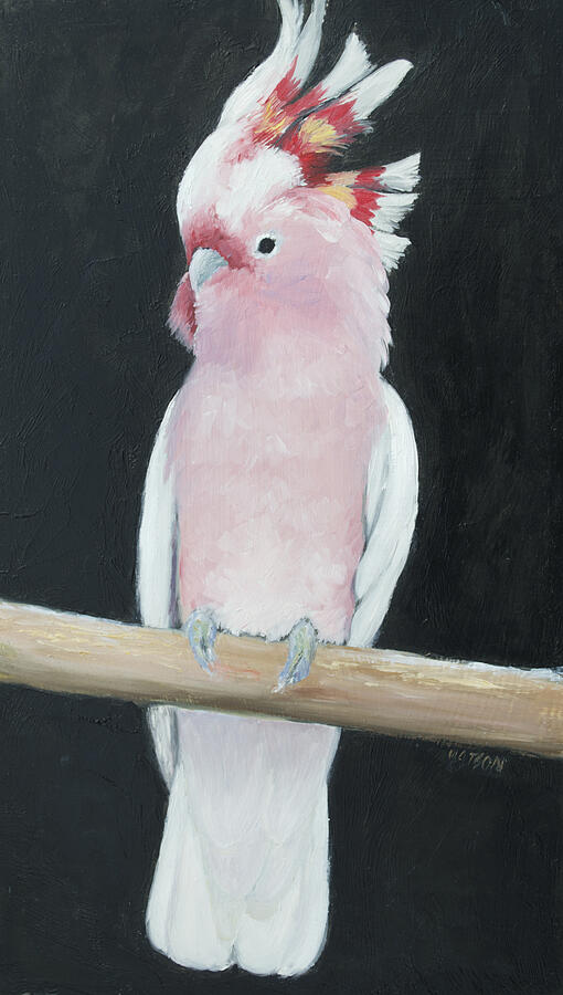 Major Mitchell Cockatoo by Jan Matson