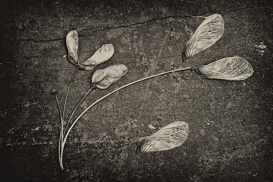Maple Tree Whirlybirds Photograph by Tom Mc Nemar - Pixels