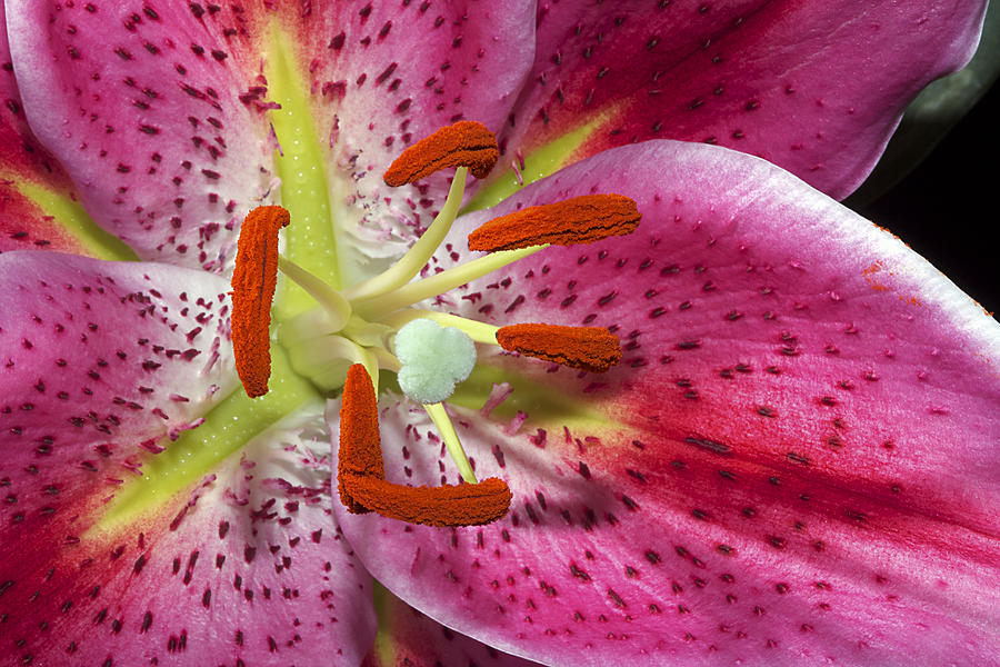 Pink Lily Up Close by Phyllis Denton