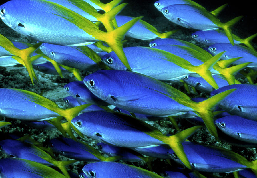 Robust Fusilier Fish Photograph by Matthew Oldfield / Science Photo ...