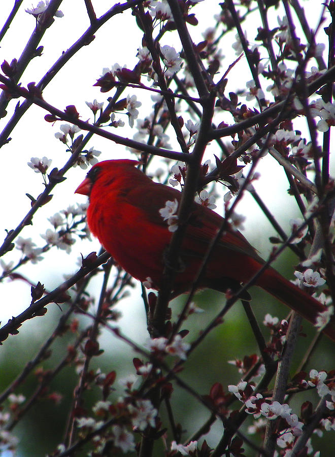Dramatic Cardinal by Judy Wanamaker