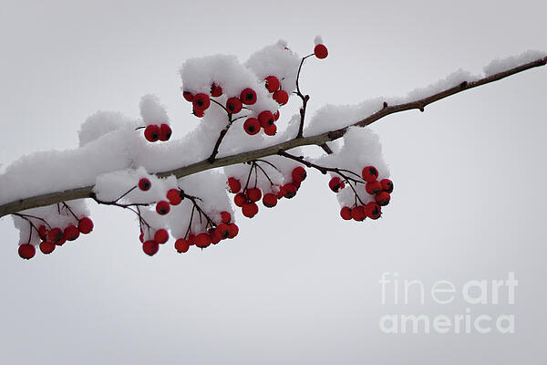 Snow Adorned Red Berries Sticker by Wafa Dahdal - Wafa Dahdal Official ...