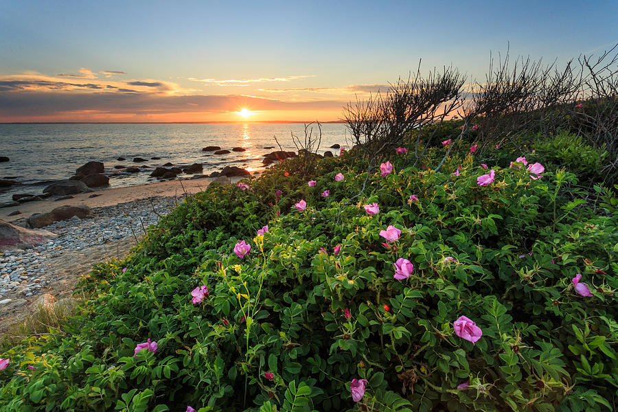 Beach Rose Sunset 2015 Photograph by Bryan Bzdula - Pixels