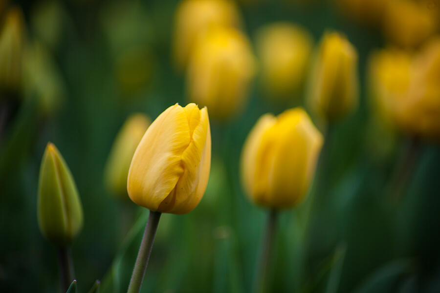 Spring Tulips Yellow by Wayne Moran