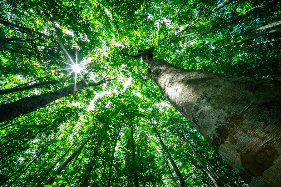 Beech Forest Photograph by Yutaka Kurahashi - Pixels