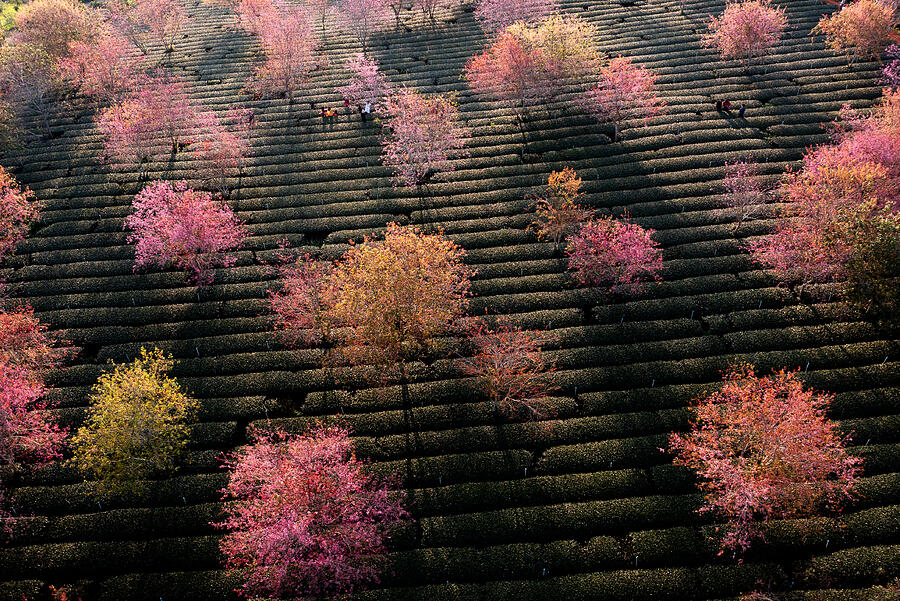 Cherry Blossom Spring Photograph by Tran Van Truong - Pixels