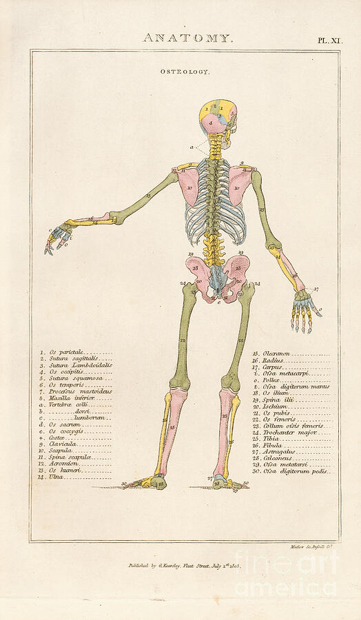 Color-coded Human Skeleton Posterior View, 1813 (engraving) Drawing by ...