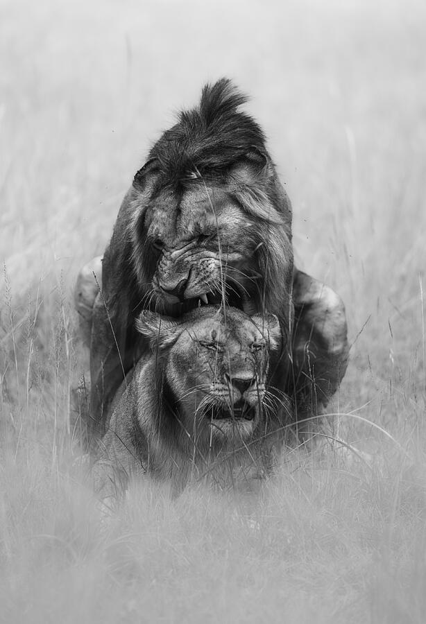 Lion Mating Photograph by Jayanta Guha - Pixels