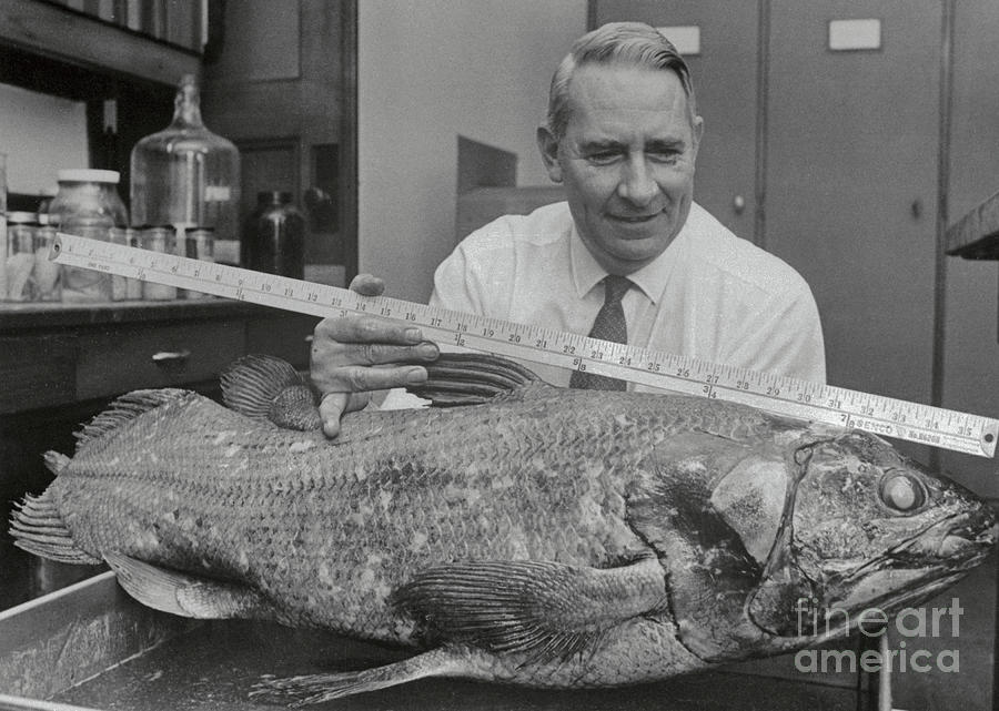Measuring A Coelacanth Photograph by Bettmann - Pixels