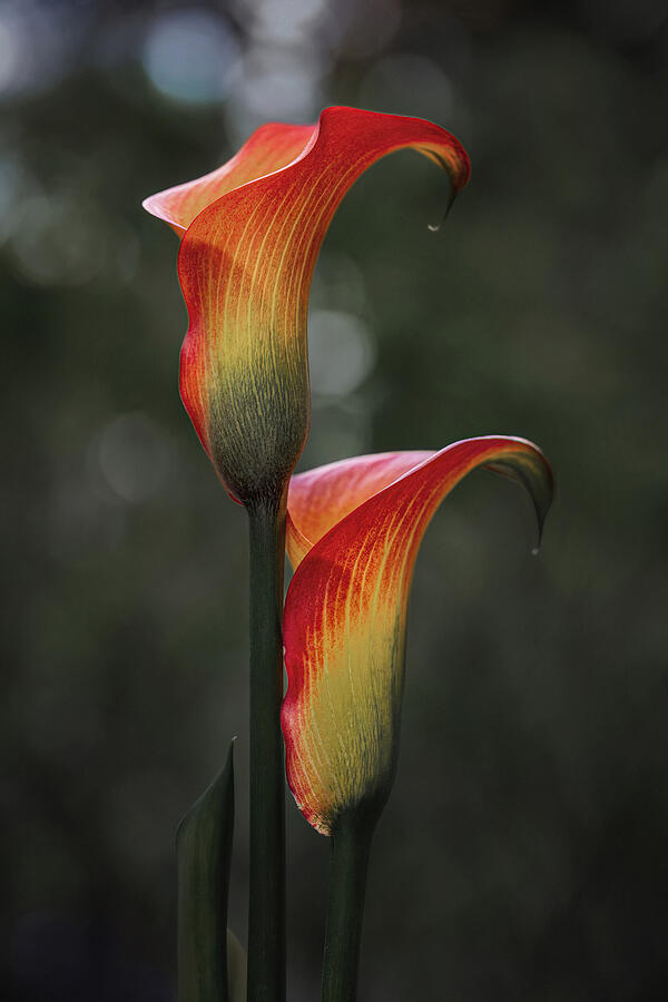 Two Calla Lily Flowers Photograph by Lisa Zhang - Pixels