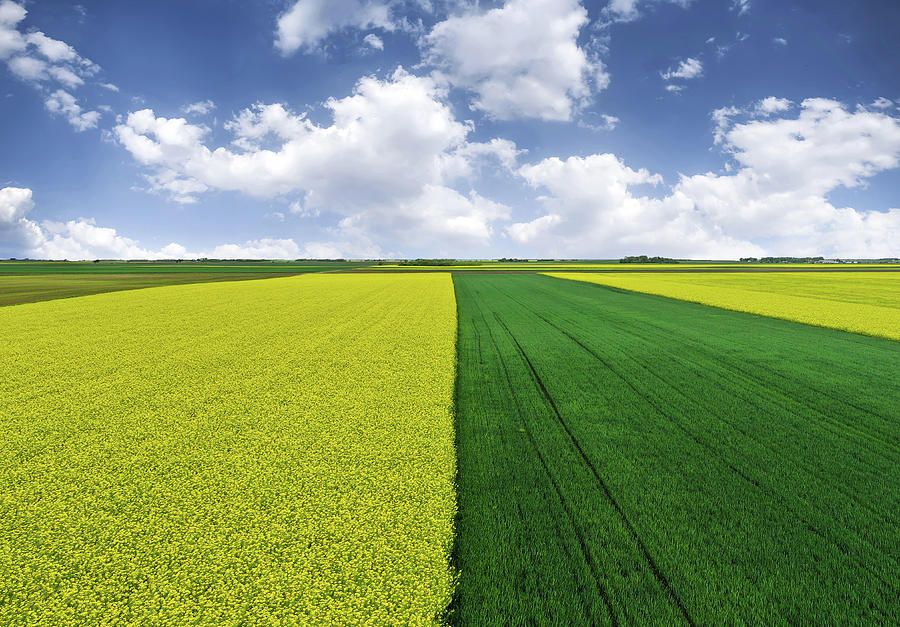Field #1 Photograph by Bess Hamiti - Pixels