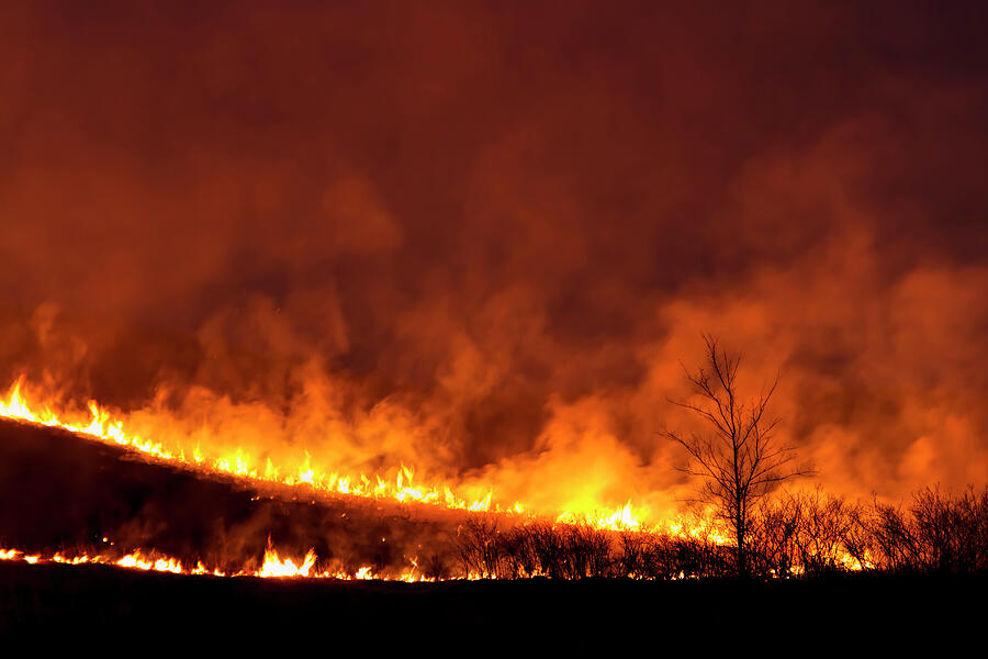 Fire Lines by Scott Bean