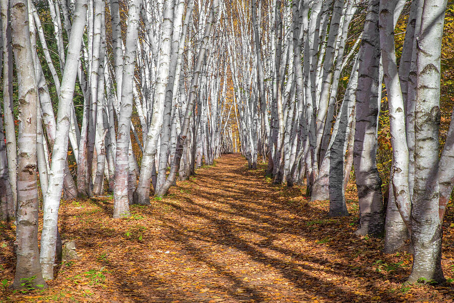 Autumn Birch Path Sunlight Photograph by White Mountain Images - Pixels
