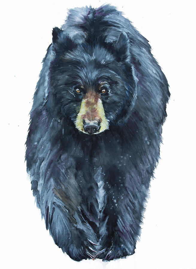 Black Bear Walking by Jani Freimann