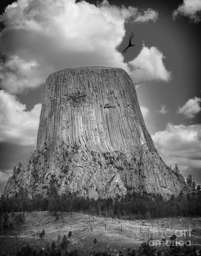 Devils Tower with Soaring Bird by Nick Zelinsky Jr