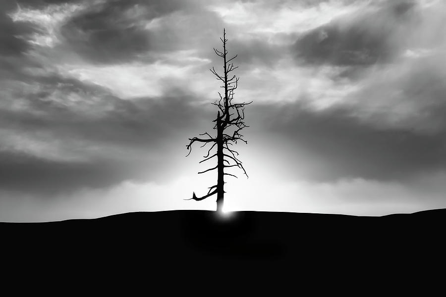 Old MacDonald Ghost Tree BW Photograph by Mike Centioli - Pixels