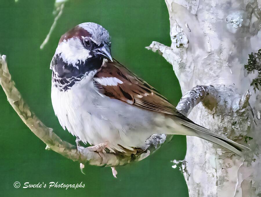 SilverCrowned Sparrow Photograph by Coy Pearson - Pixels