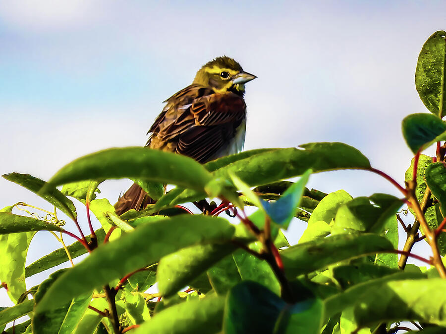 Small Bird Perched on Foliage Photograph by Joshua Katcha - Pixels