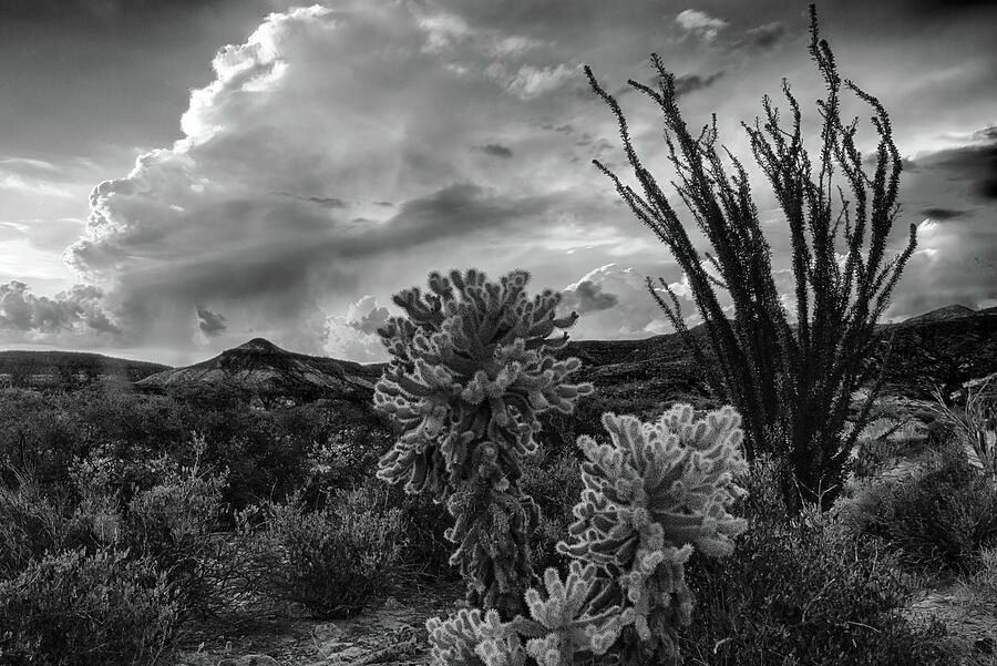 Sonoran Desert Ocotillo Sunset by Dave Dilli