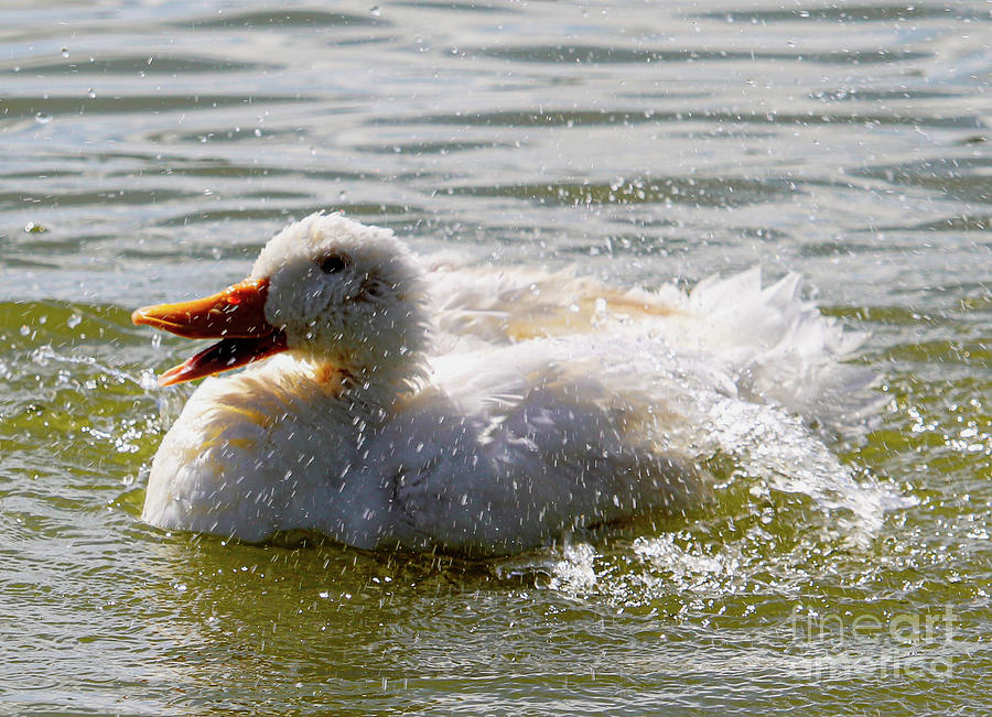 Splish Splash 2 by Joanne Carey