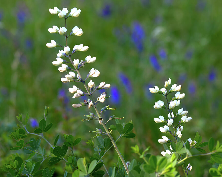 White Wild Indigo Photograph by Lenox Bowman - Pixels