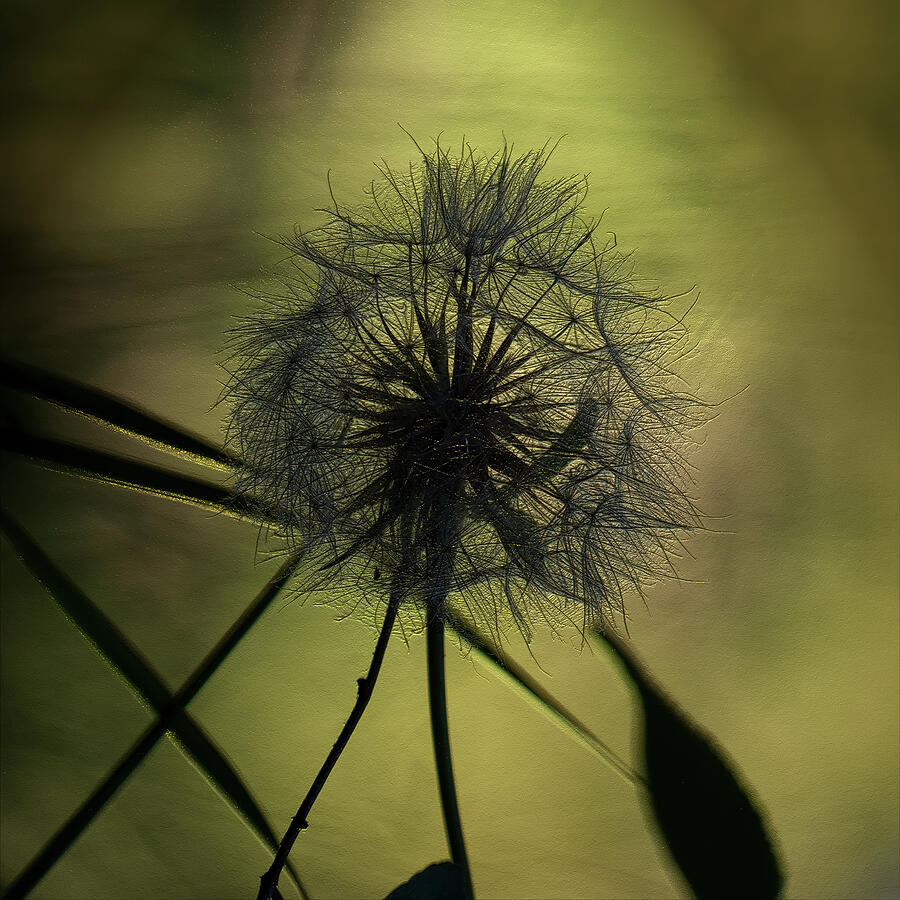 Wishes - Salsify Seed Head Digital Art by Lenox Bowman - Pixels